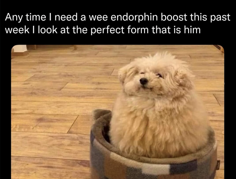 21 heartwarming dog memes for your morning cup of pawsitivity