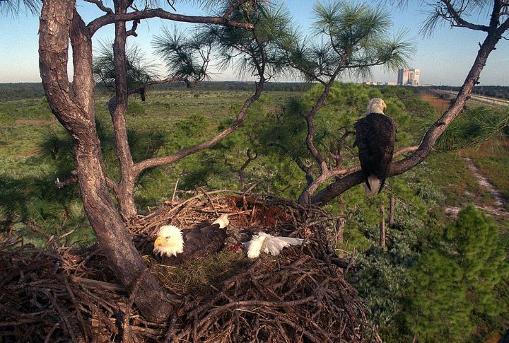 10 animal nests that are bigger than you think