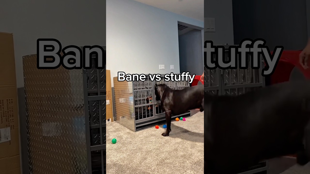 Giant dog finds mortal enemy in stuffed animal toy