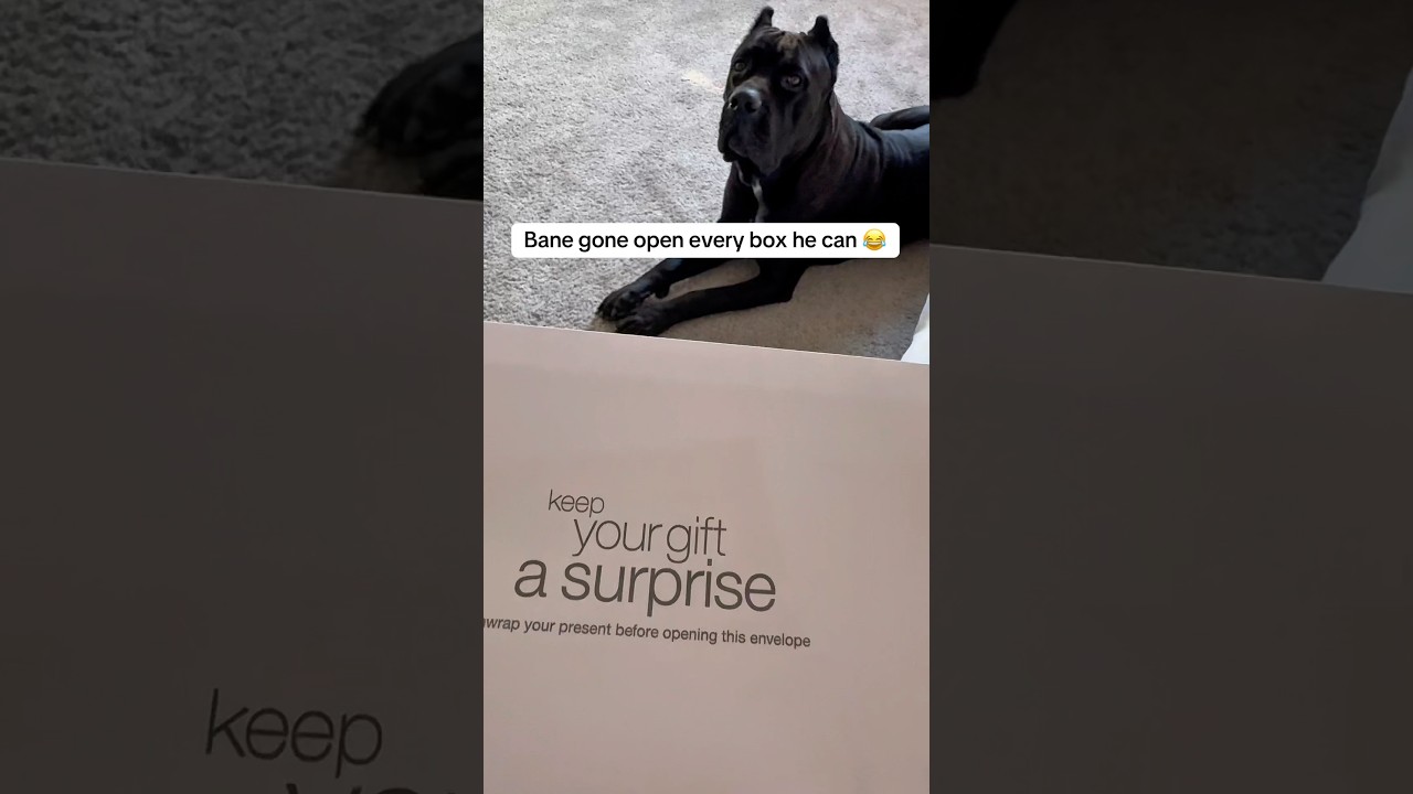 Cane Corso celebrates a birthday in his own way