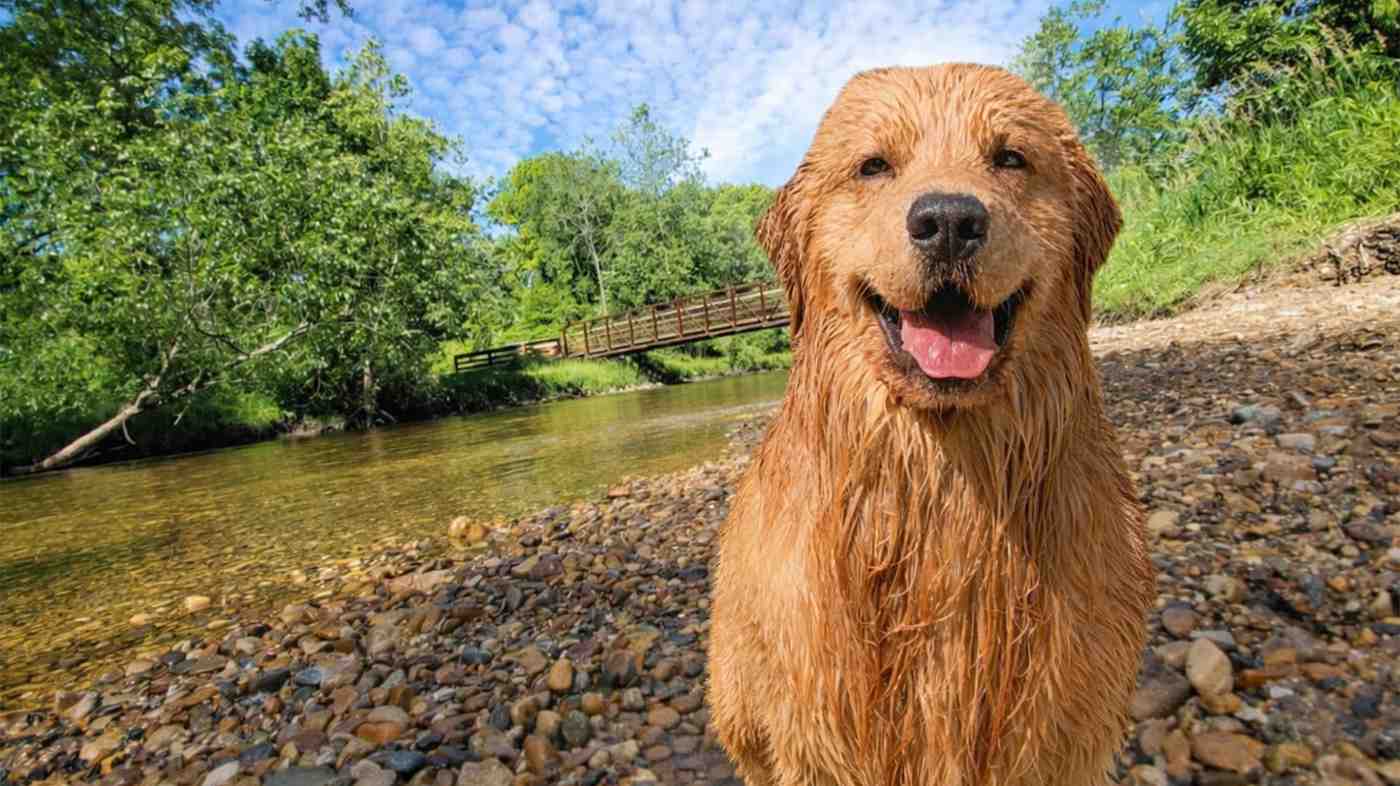 Tucker the golden retriever finds his favorite river spot