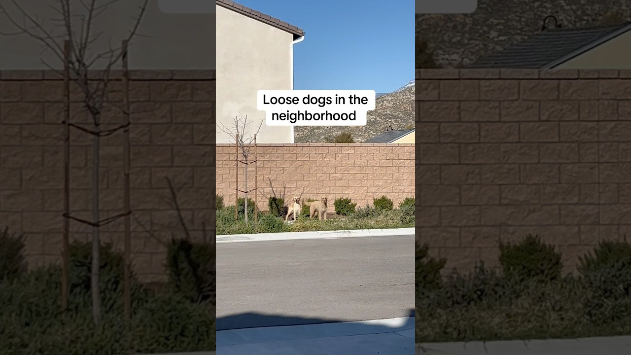 Dealing with loose dogs with a massive cane corso