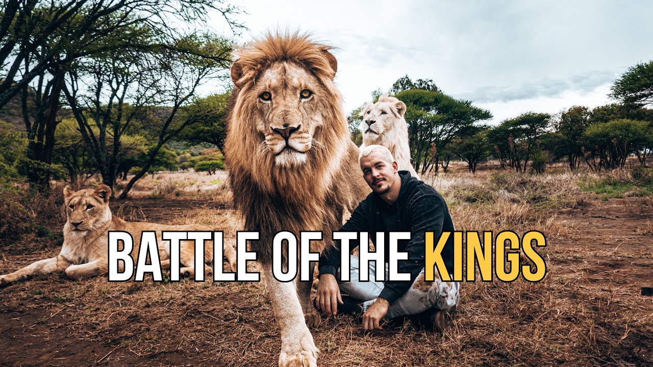 Discover the world of a lion pride 🌍