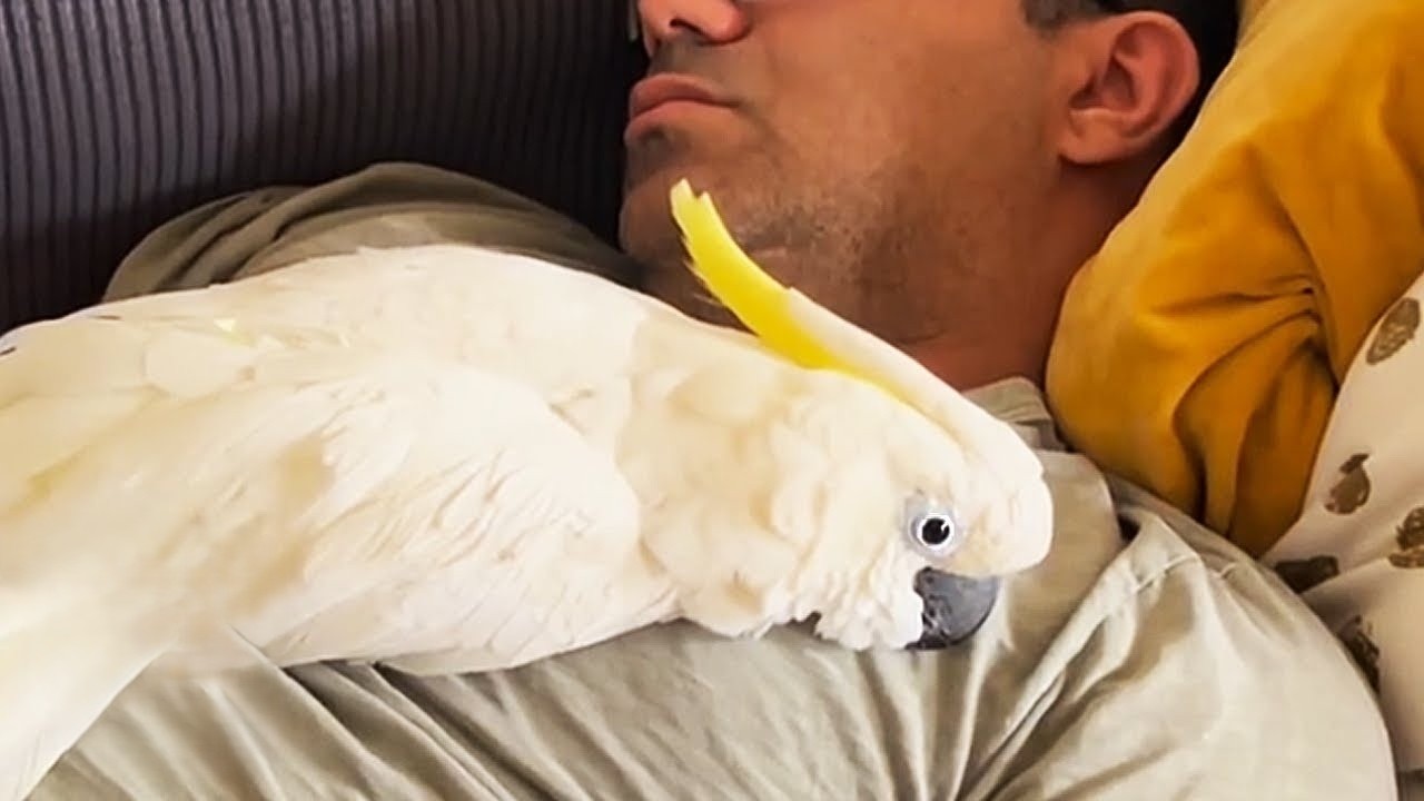 Cockatoo left behind after 14 years – then she found her soulmate