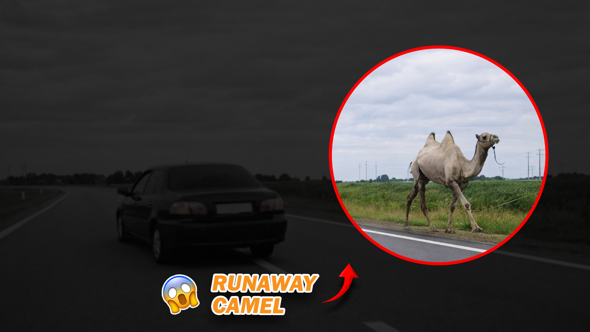 Camel running loose on highway caught on camera