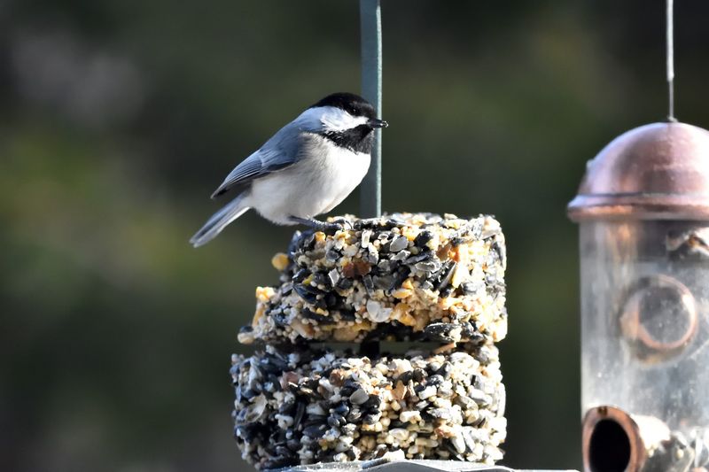 This New Jersey wilderness will surround you with over 200 species of birds