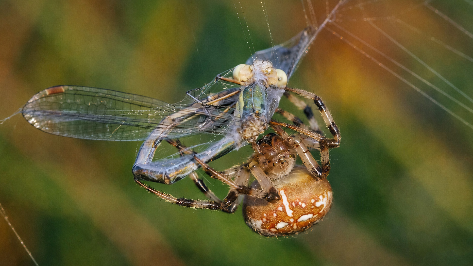 Hidden camera captures a spider trapping a dragonfly