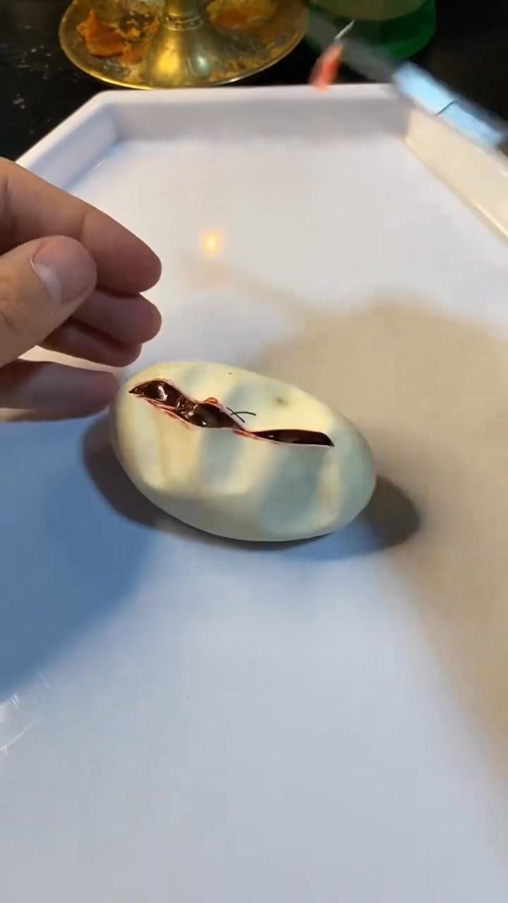 This snake is tangled in his umbilical cord!