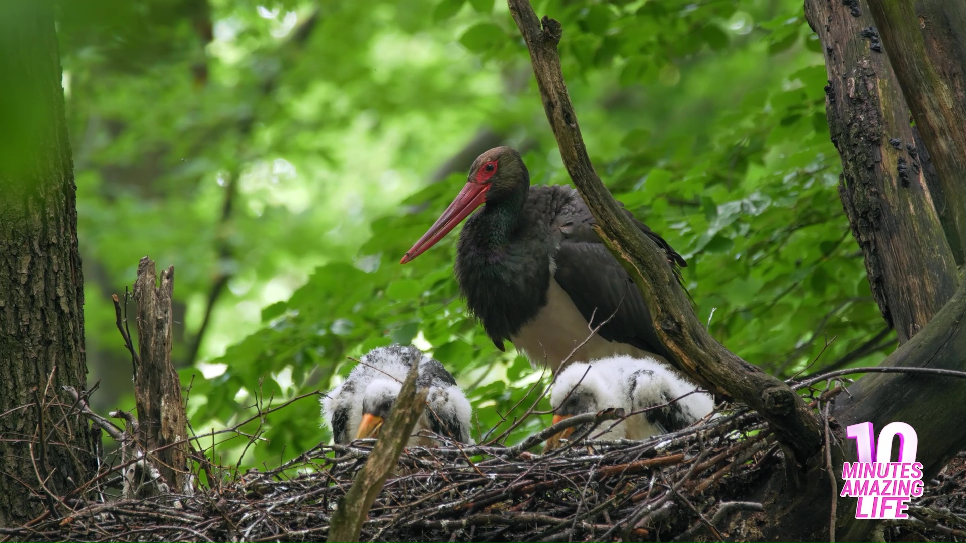 Een zwarte ooievaar beschermt zijn nest