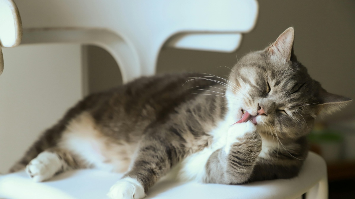 Tips to help your cat stay calm when guests visit your home
