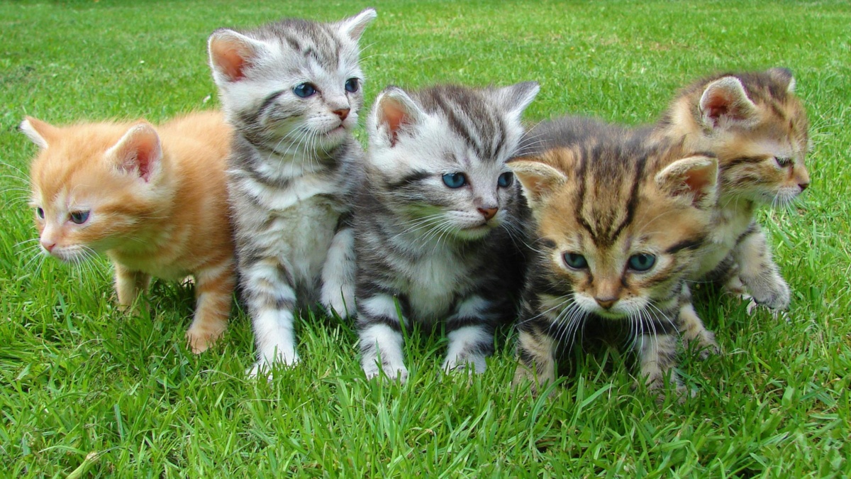 Tips to help your cat stay calm when guests visit your home