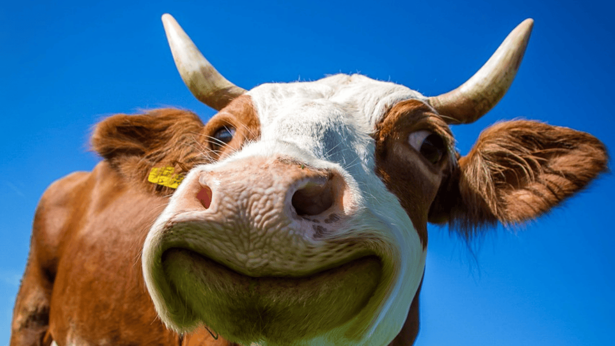 These 8 facts will make you see cows in a completely new way