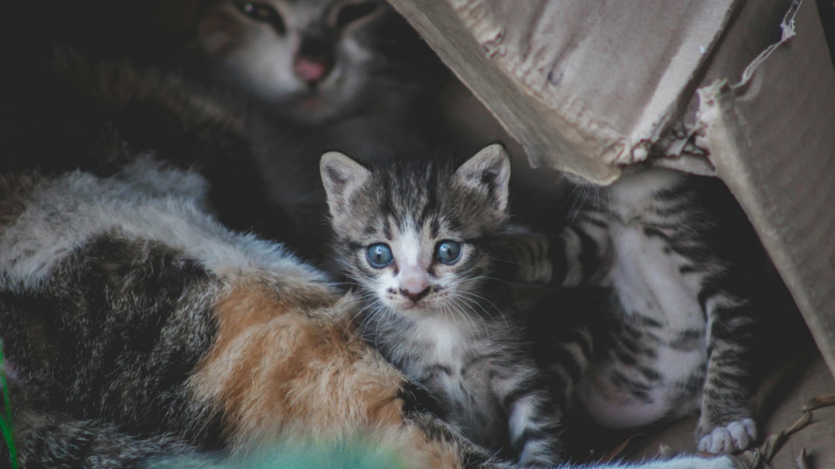 Tips to help your cat stay calm when guests visit your home