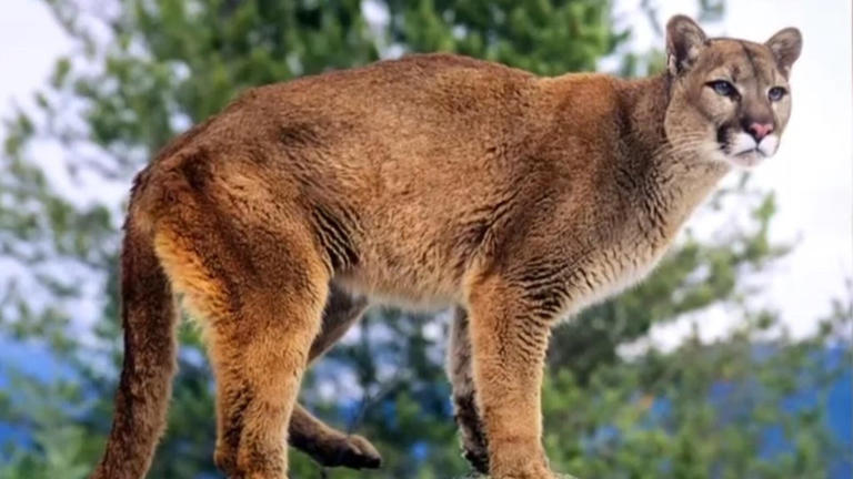 Mountain lion roaming Redwood City neighborhood captured in home's backyard