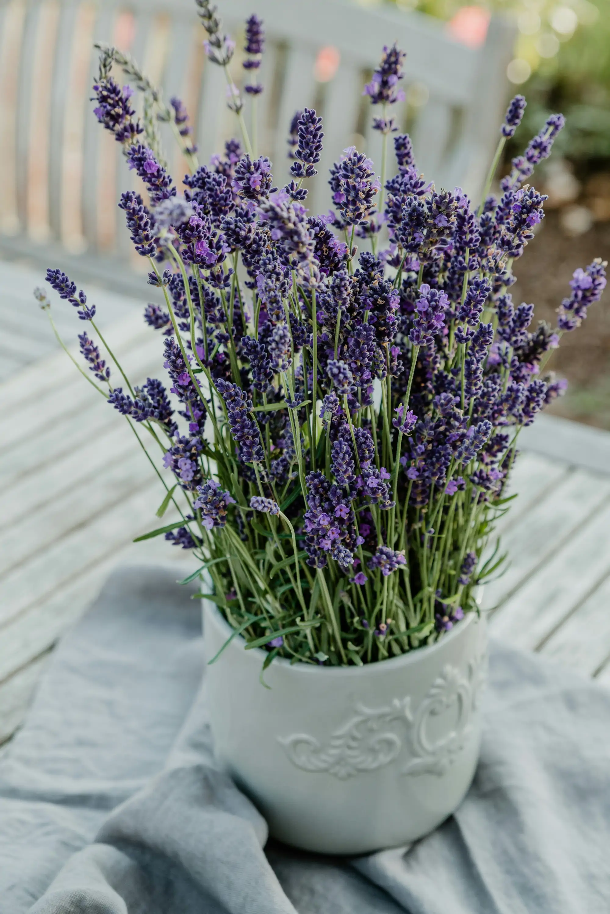 16 plantas de exterior con flores para llenar tu jardín o terraza de color