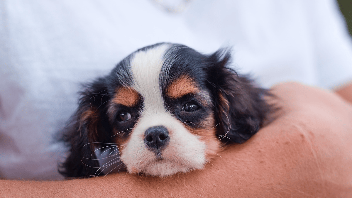 Top 8 dog breeds that look like puppies even when they're adults (they ...