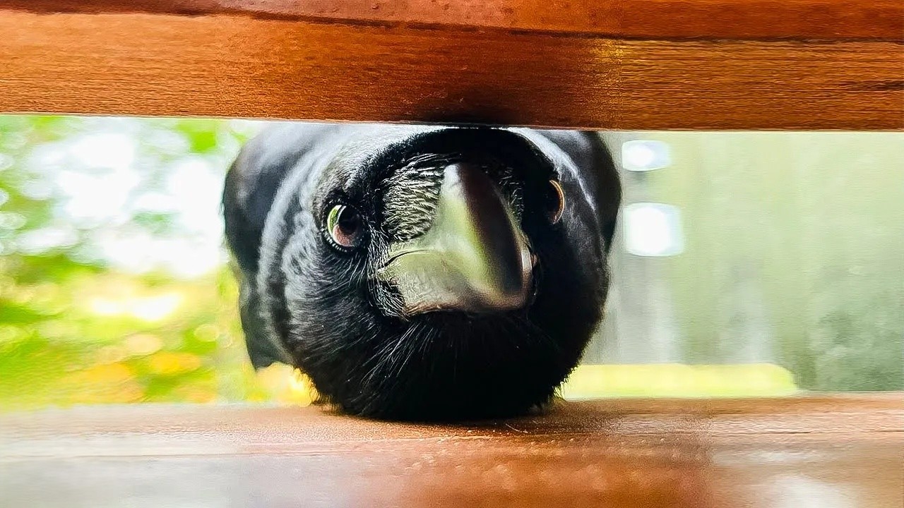 Wild crow visits a family every morning – and plays with their dog