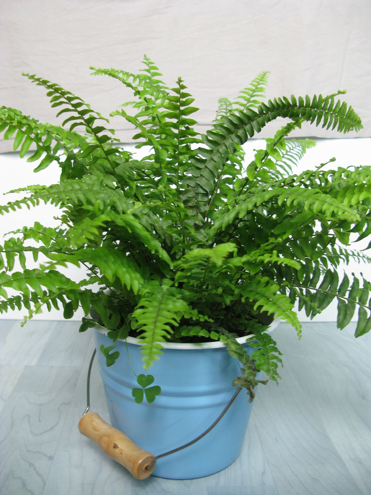 10 indoor plants safe for cats (and 5 to avoid)