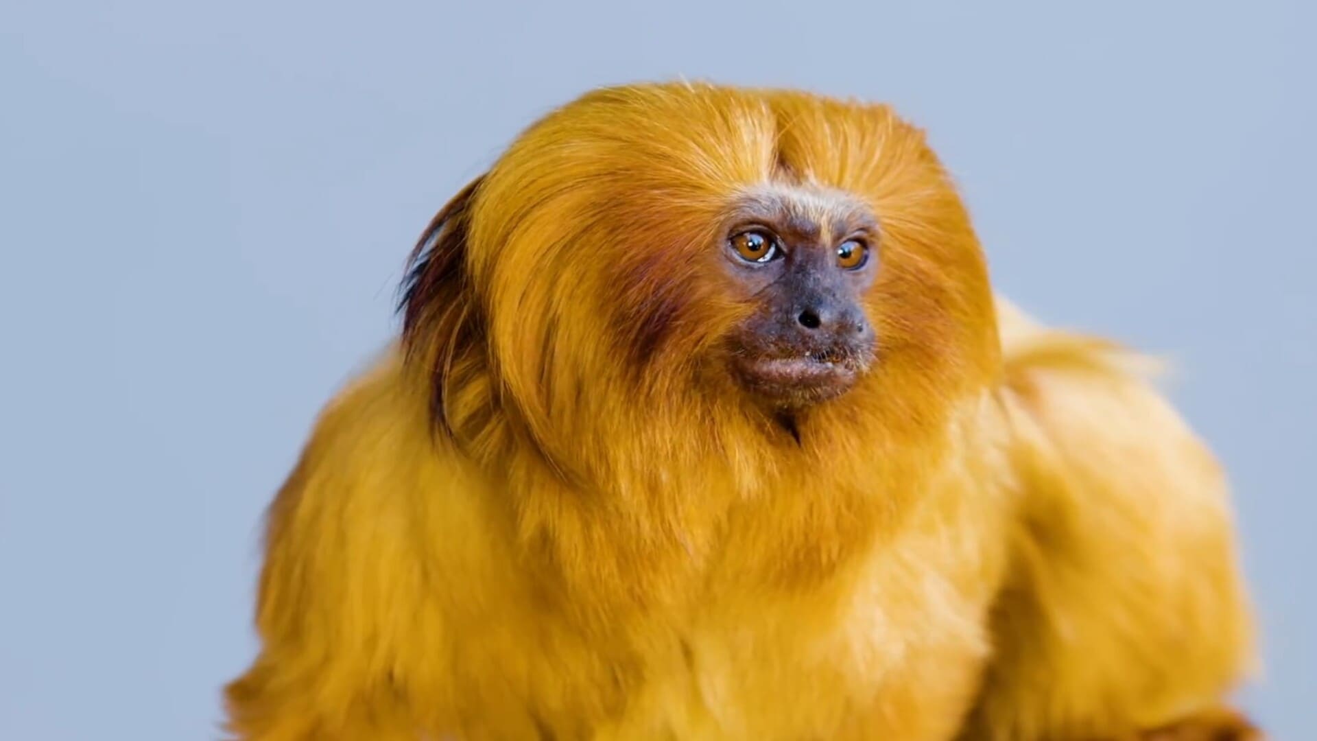 Golden lion tamarin, Brazil’s tiny monkey and a conservation success