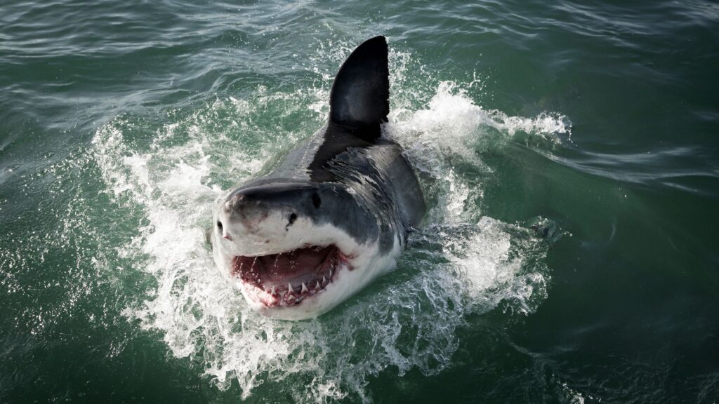 Witnesses describe massive shark in fatal surfer attack