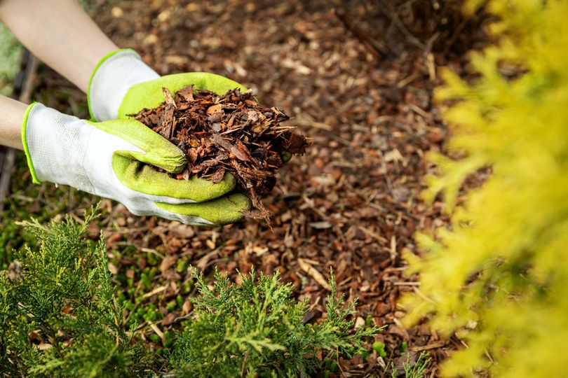 Key thing to check when buying mulch