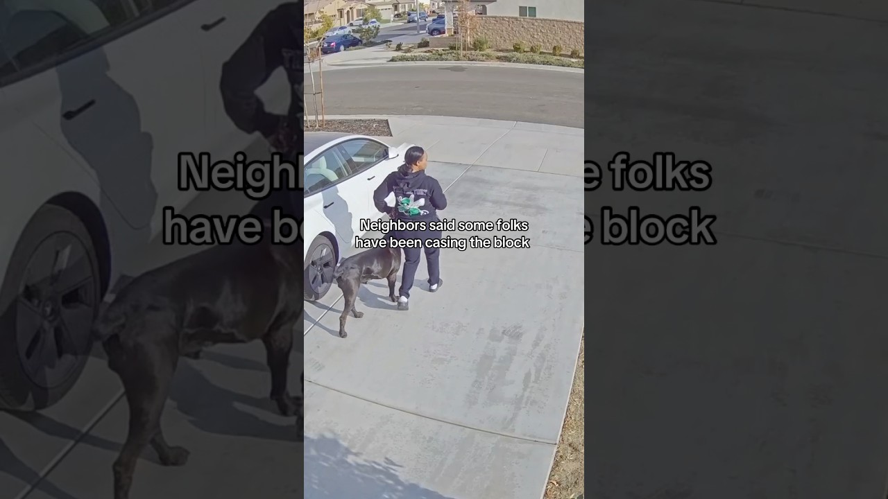 The reality of living with a giant protection breed dog