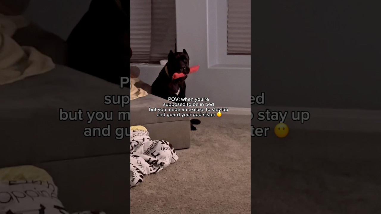Naughty giant dog refuses to stay put in his own bed