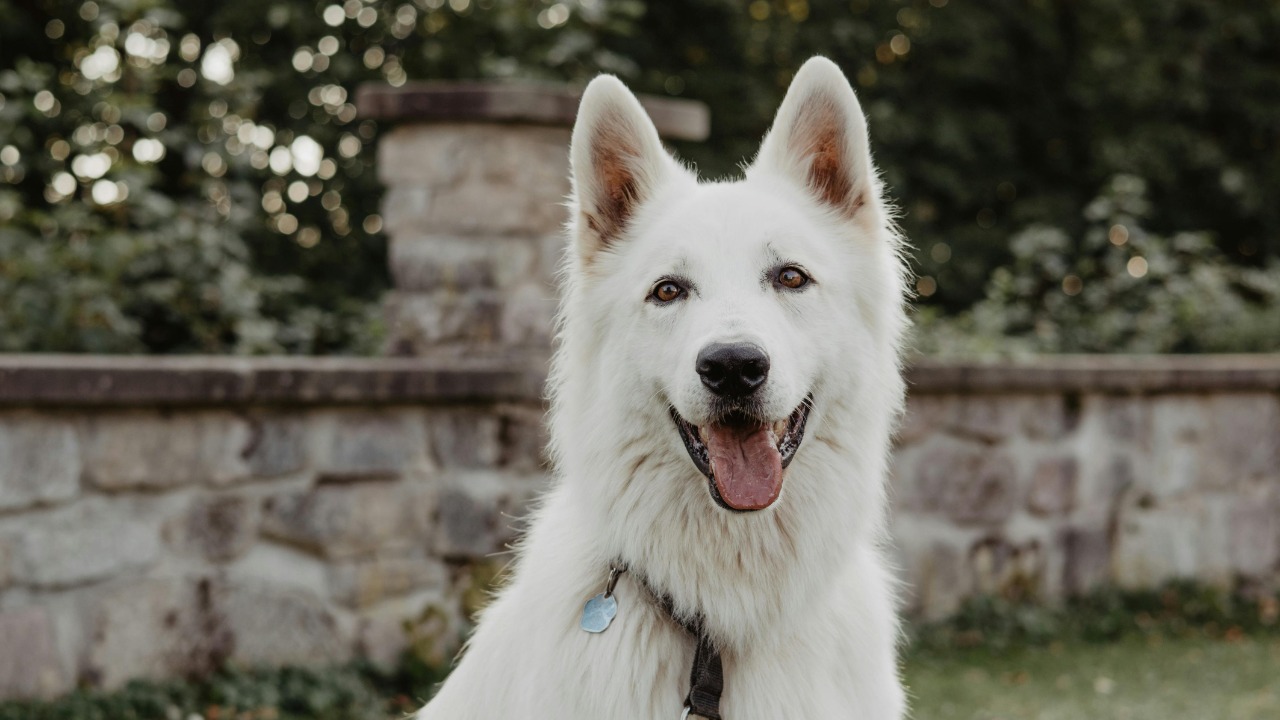 Study suggests modern dogs have larger brains than earlier breeds