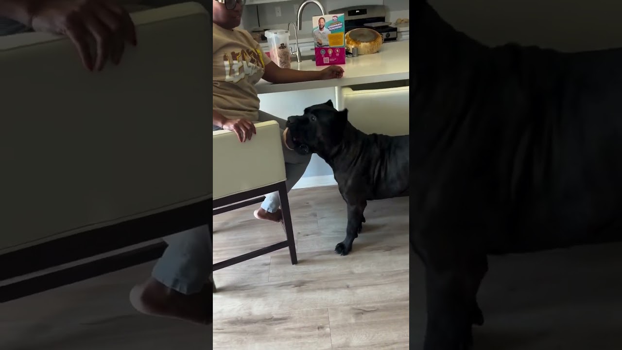 Cane Corso dog just really wants to play right now