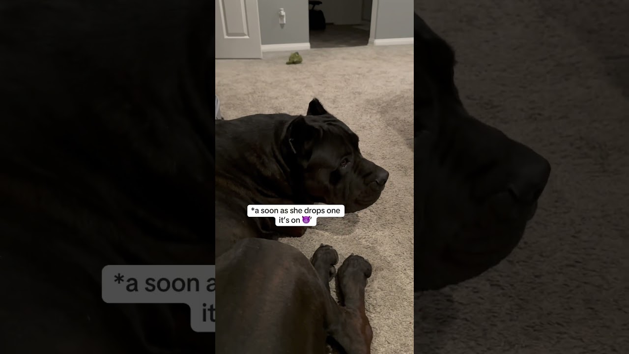 Giant cane corso hostage situation when he won't let his owner rest