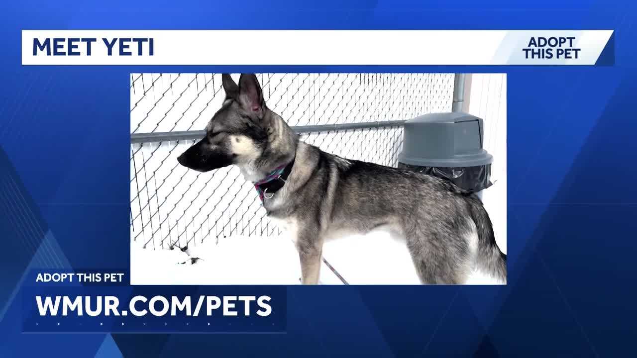 Yeti, an adventurous Great Dane/American Pit Bull Terrier mix, searches ...