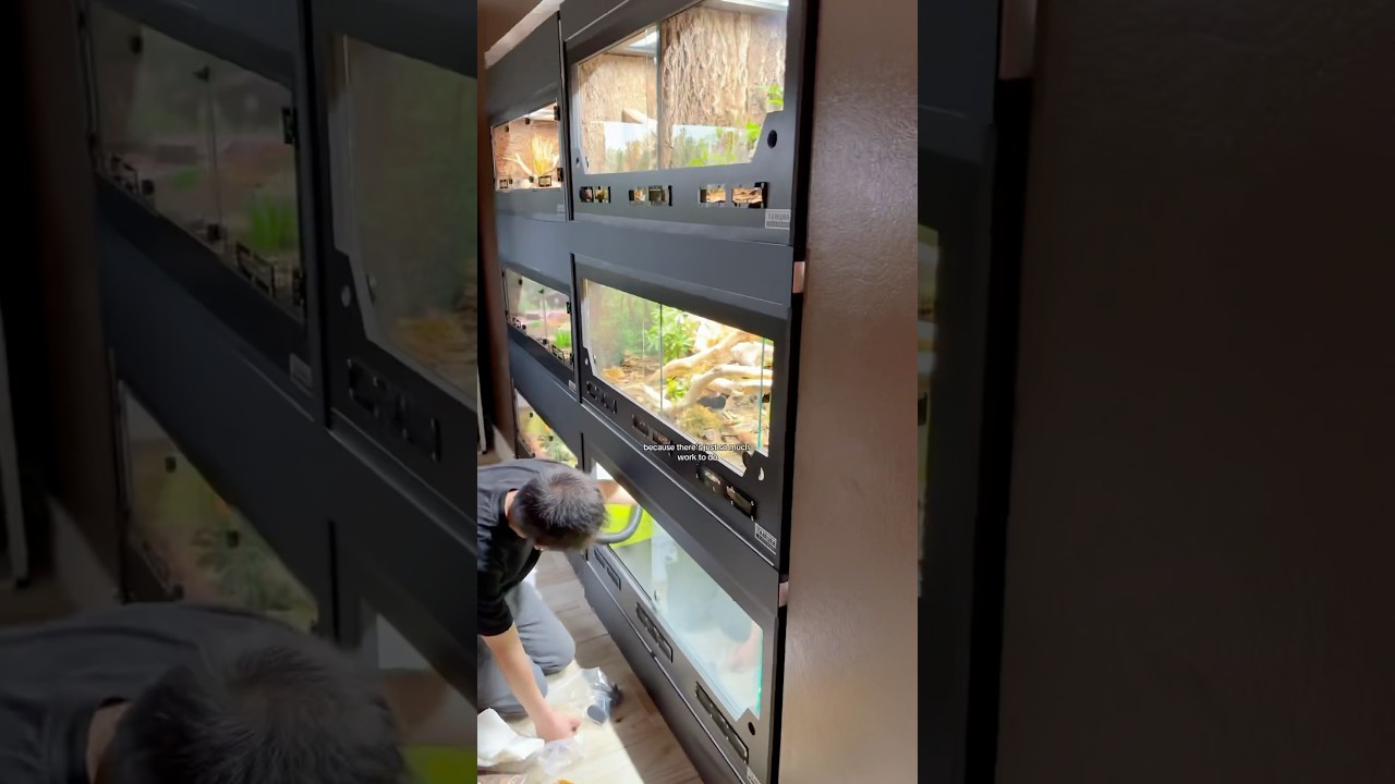 See insane our brand-new reptile room that's finally ready for animals