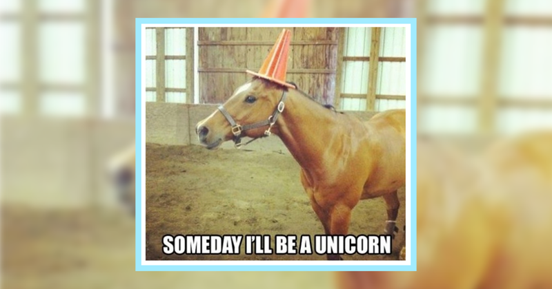 24 seriously silly animal memes for self-proclaimed silly billies
