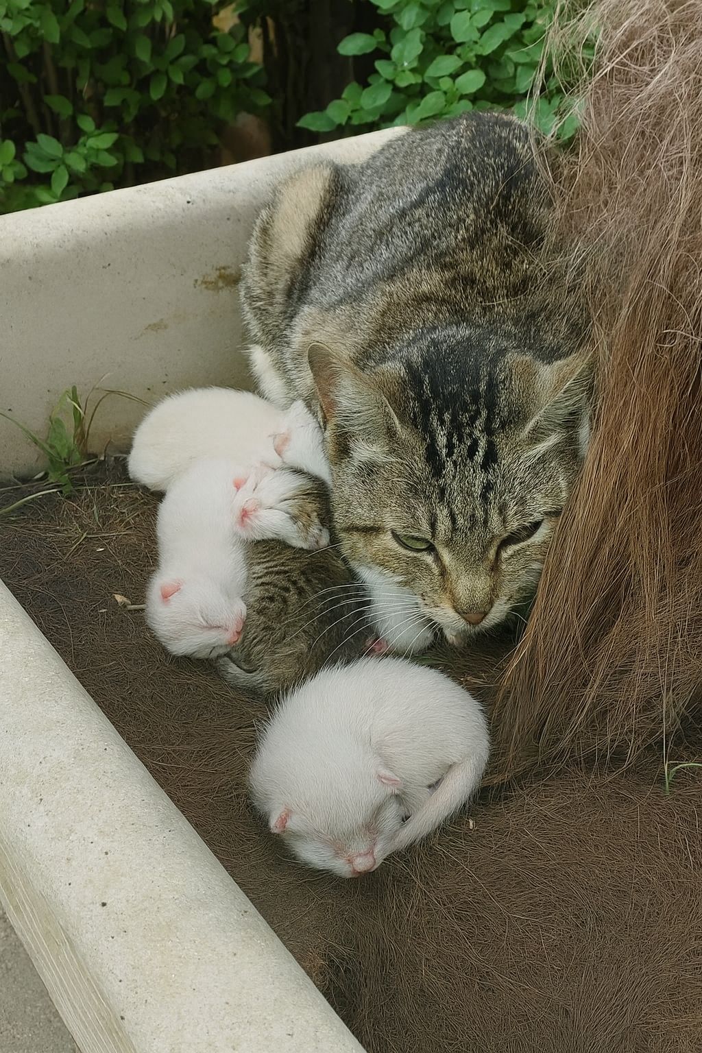 Trova una gatta esausta con quattro cuccioli appena nati sotto il ...