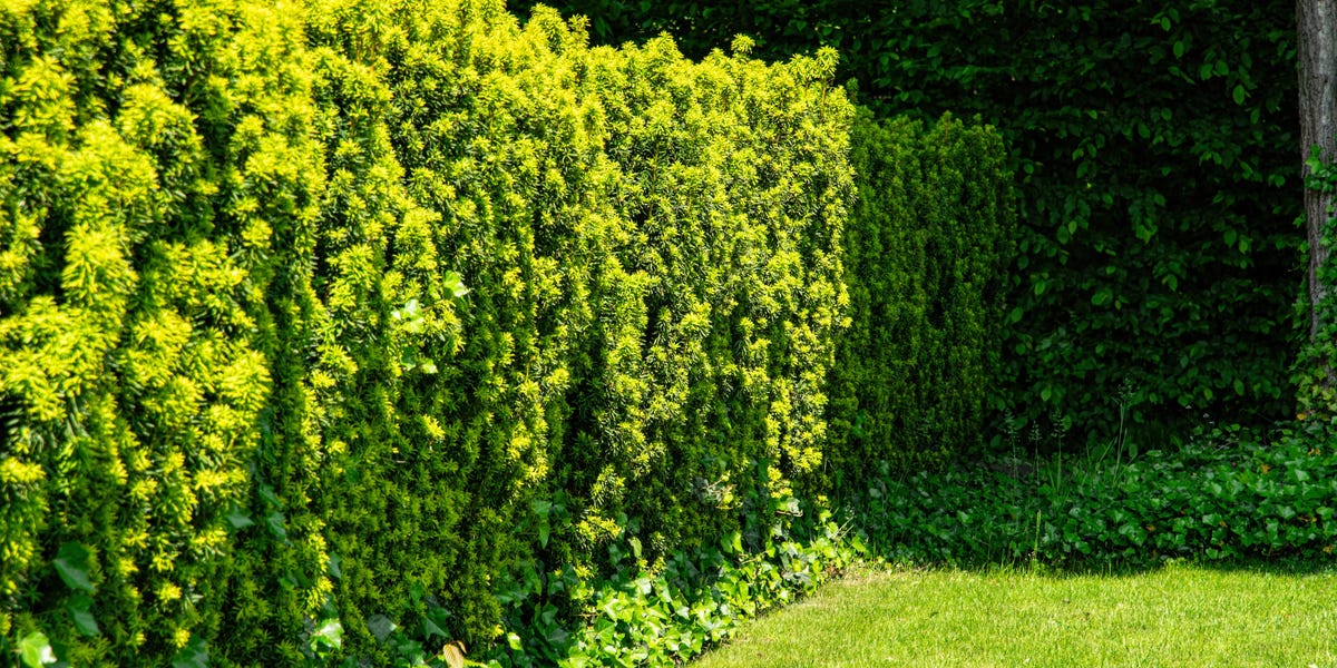 Is your hedge too tall? The garden rule that could cost UK homeowners £ ...