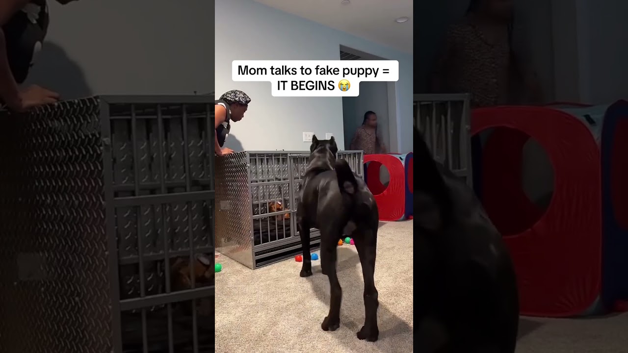 Cane corso dog mom explains how the "beef" started