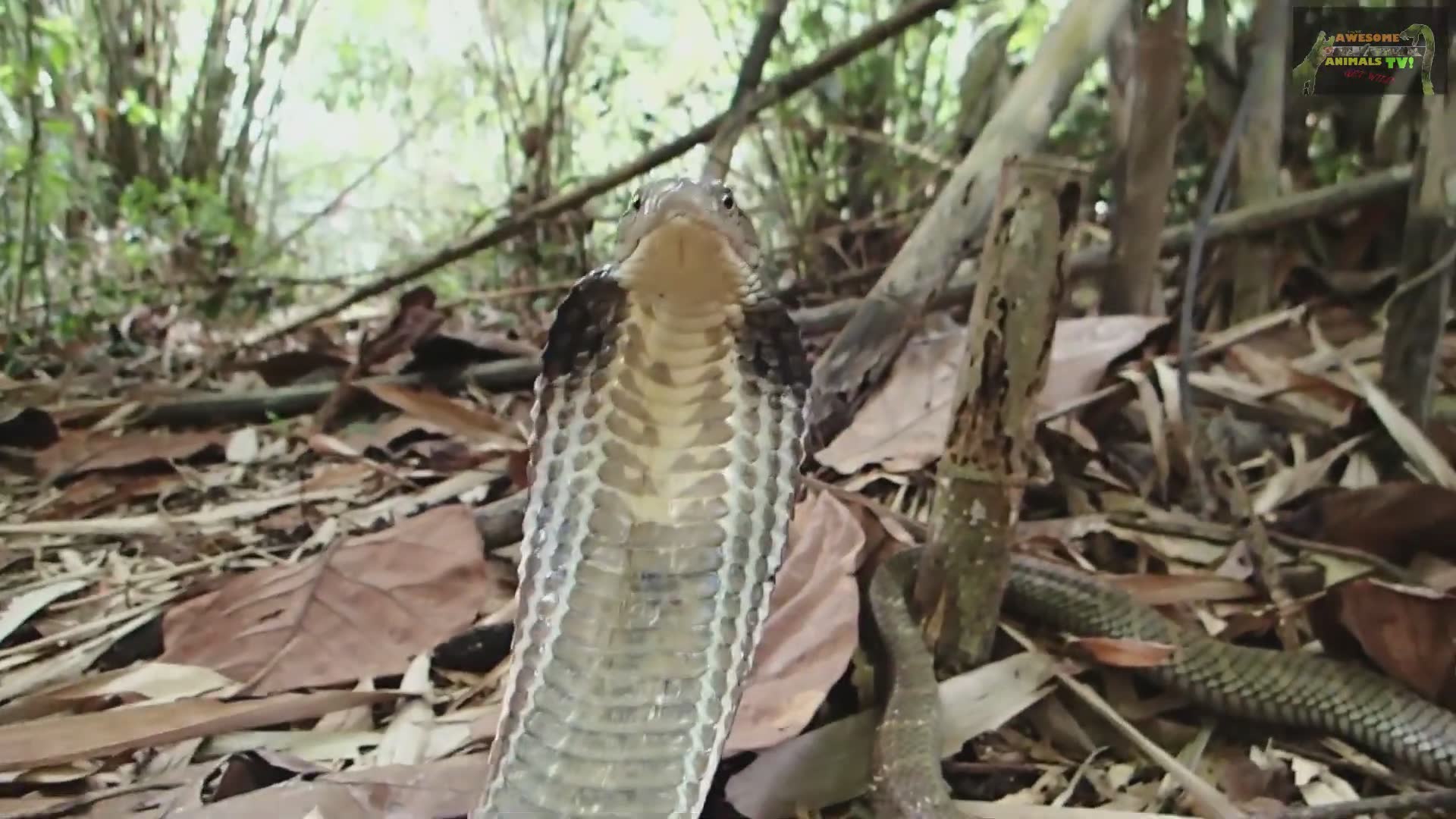 A massive king cobra strikes aggressively during a high-stakes venomous ...