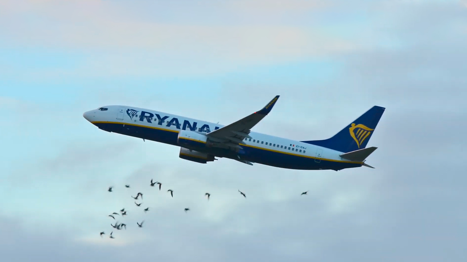 How do pilots avoid birds during takeoff?