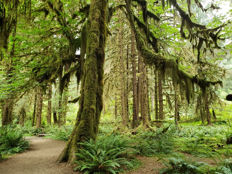 Washington’s eerie forest parks where pines whisper