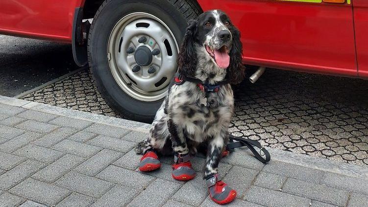 Much-loved fire investigation dog Dexter dies
