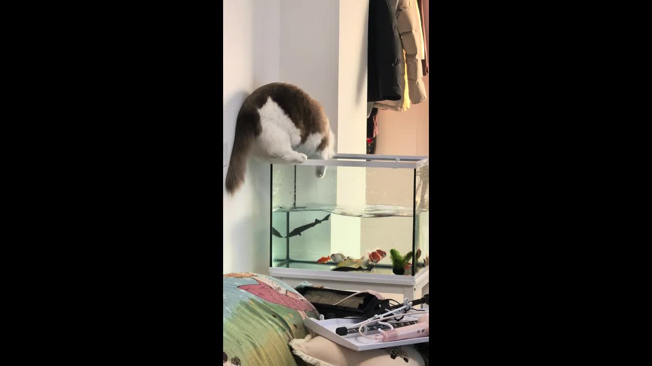 Curious Ragdoll cat tries to catch fish from aquarium in Jiangsu, China