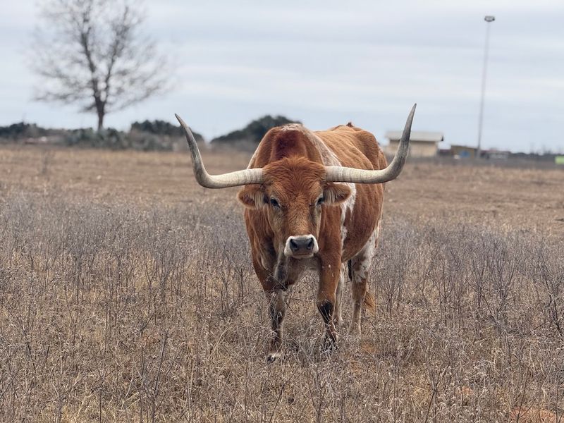 The Texas Hill Country ranch where longhorns roam across rolling hills