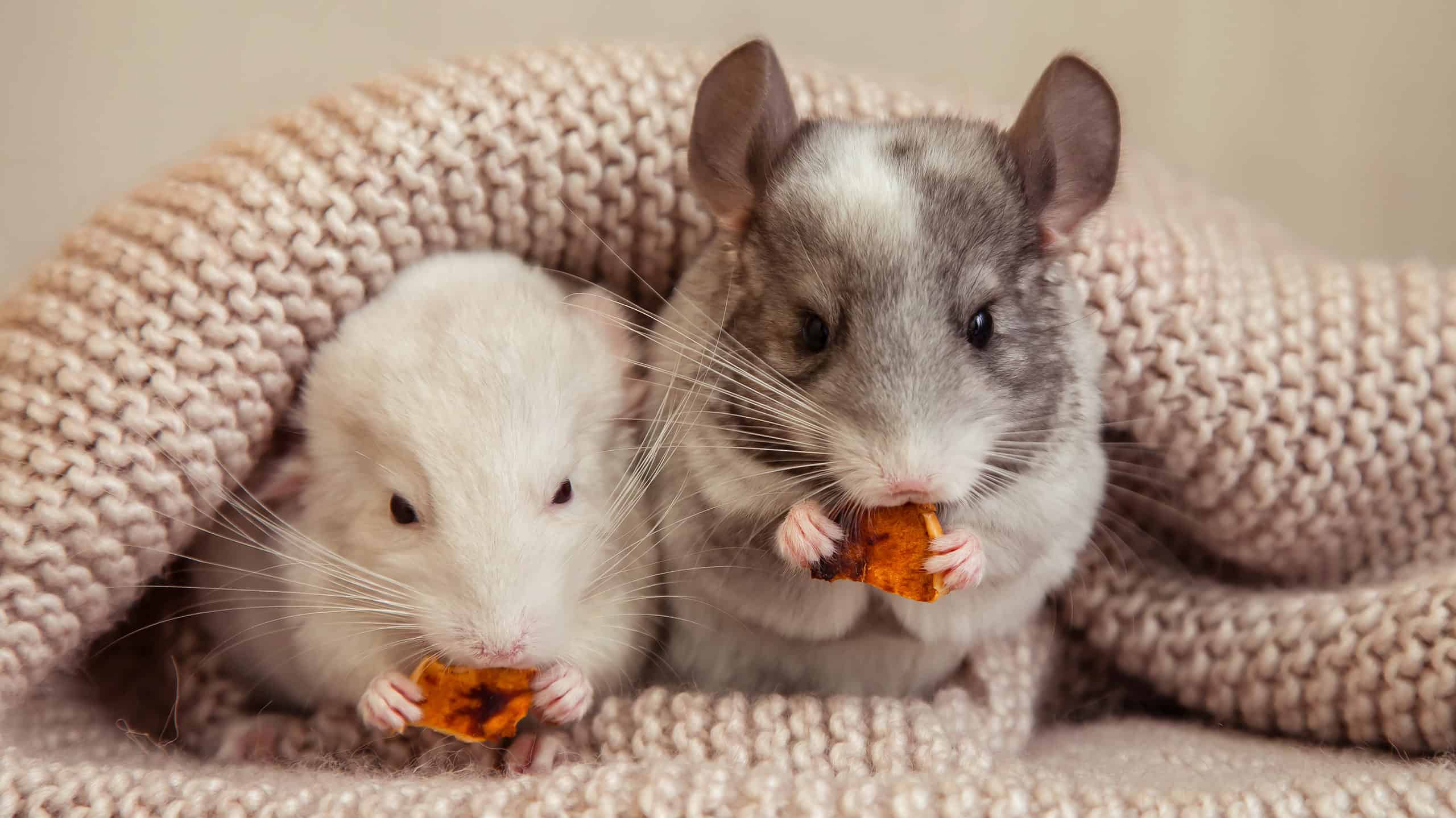 10 reasons to think twice before getting a chinchilla