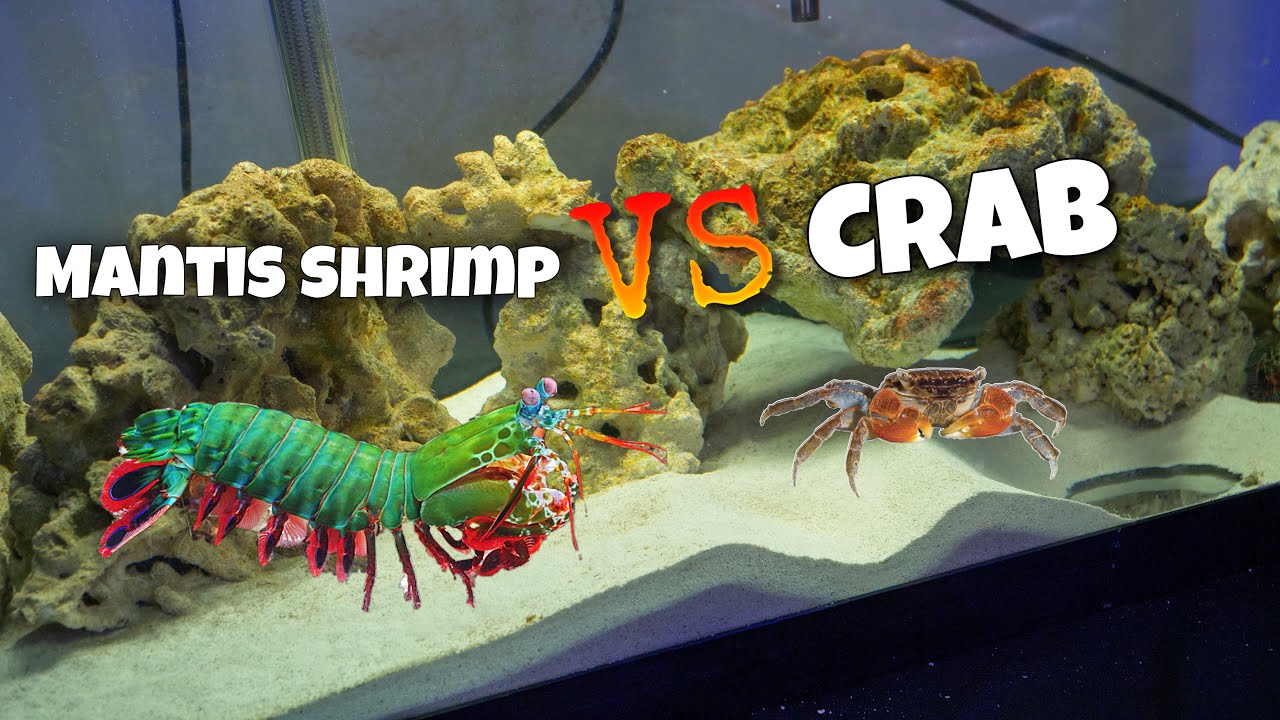 Giant smashing mantis shrimp vs red claw crab!