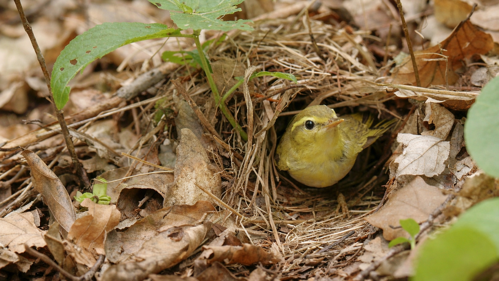 Cámara oculta graba a un pequeño pájaro amarillo en su nido del bosque