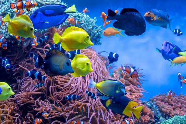 Top 5 aquarium fish with the longest lifespan