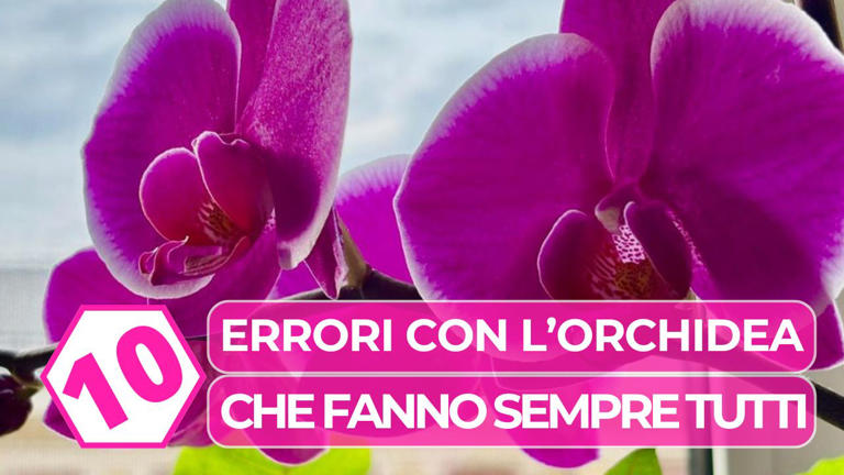 Secca sempre per via di questi errori che fanno tutti con l’orchidea