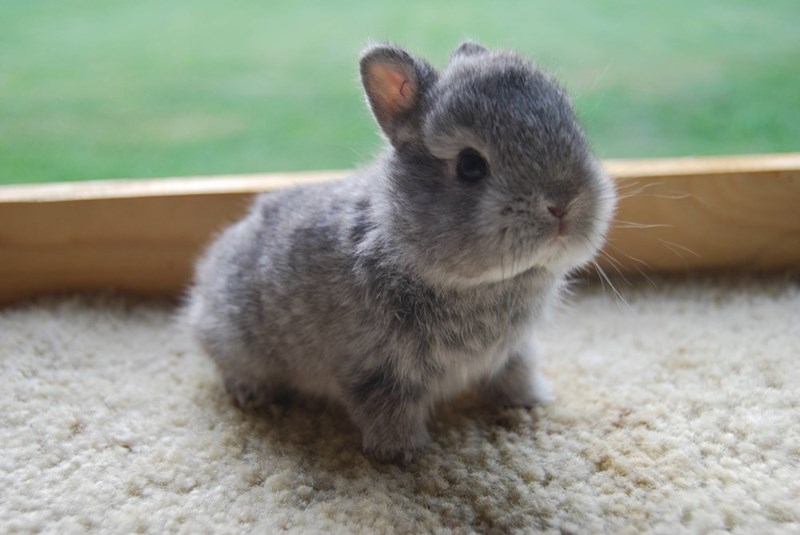 26 itty bitty cute baby animals to bring a smile to your face (March 22 ...