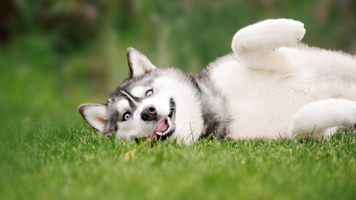 This is the dog breed you should have according to your birth month