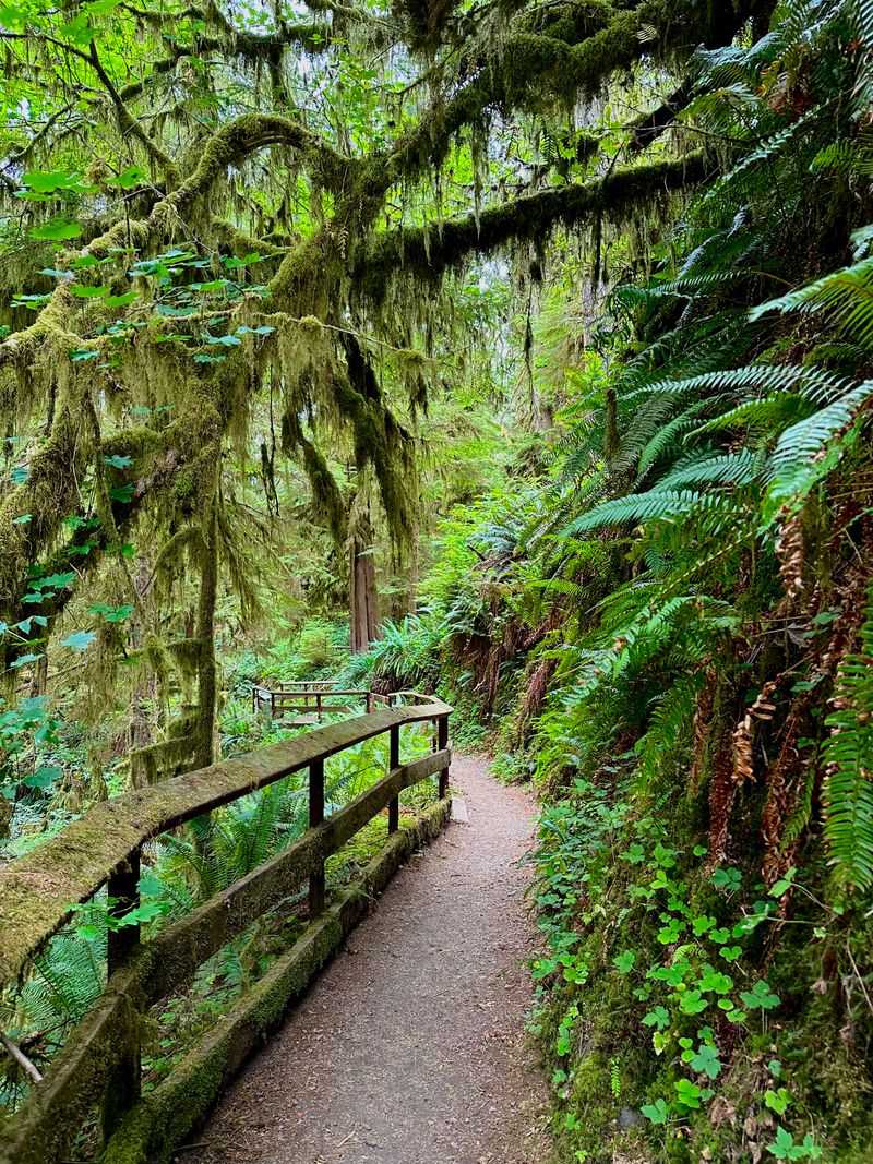 Washington’s eerie forest parks where pines whisper